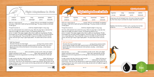 Birds Reading Comprehension | twinkl.com.au