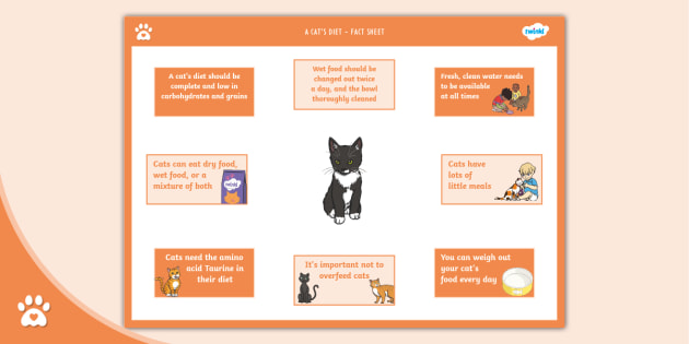 Animals Fact Sheet • Twinkl.com.au