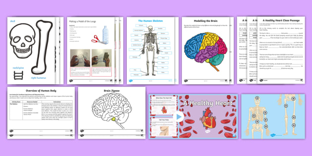 Human Body First Level Activity Station Lesson Pack