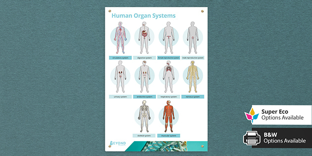 Human Organ Systems Poster | KS3 Biology | Beyond