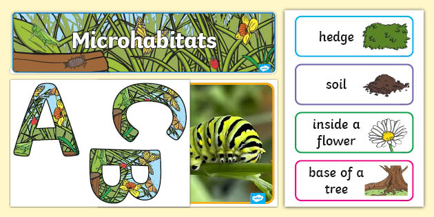 Microhabitat Display Pack (teacher made)