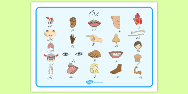 جسم کے جصوں کے نام (teacher made)