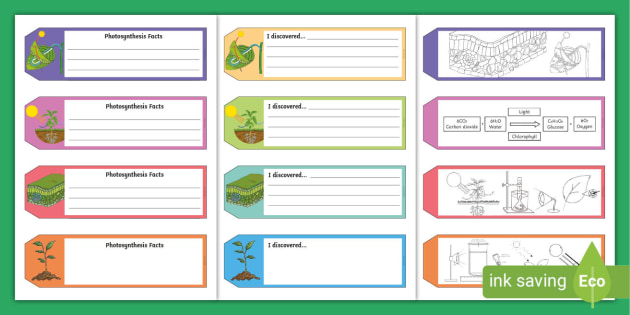 Photosynthesis Paper Chain Activity