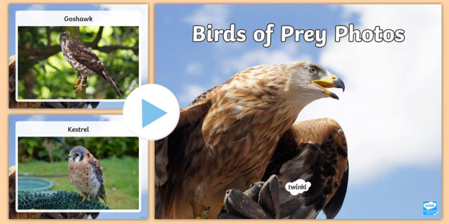 UK Birds of Prey Photo PowerPoint - birds of prey, british