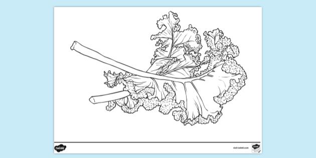 FREE! - Kale Colouring Page (teacher made)