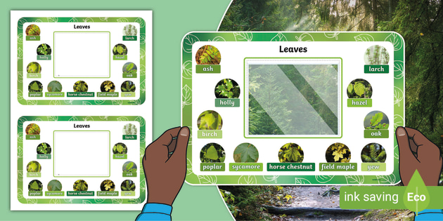 I Spy Nature Frame: Leaves | Twinkl (teacher made)