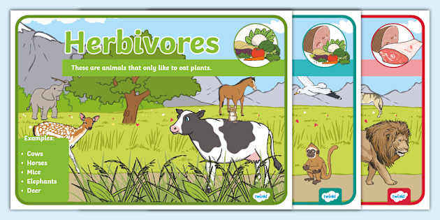 herbivores examples