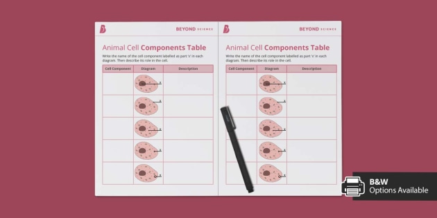 Animal Cell Components Table | Biology | Beyond