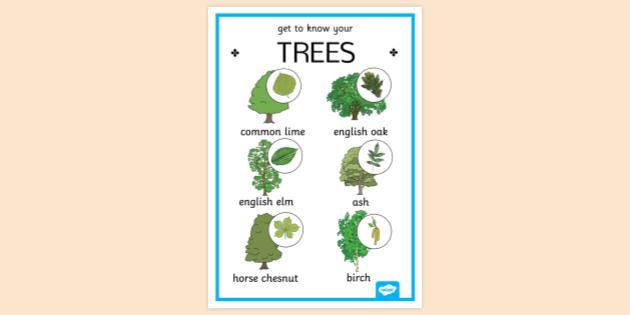 Tree Poster for KS2 | Nature | Display Poster | Twinkl