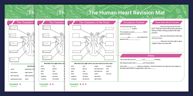 Biology Human Heart • Twinkl.com.au