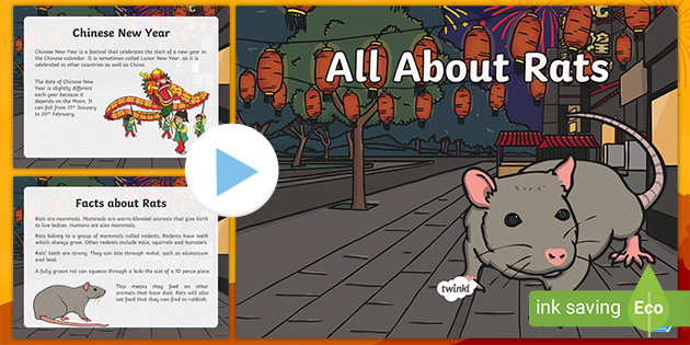KS1 Chinese New Year All About Rats PowerPoint