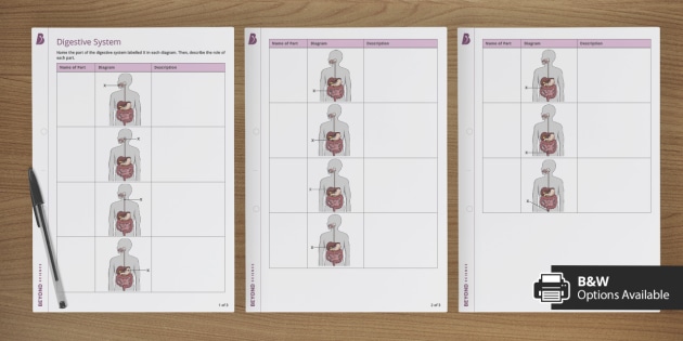 Parts of the Digestive System | Biology | Beyond