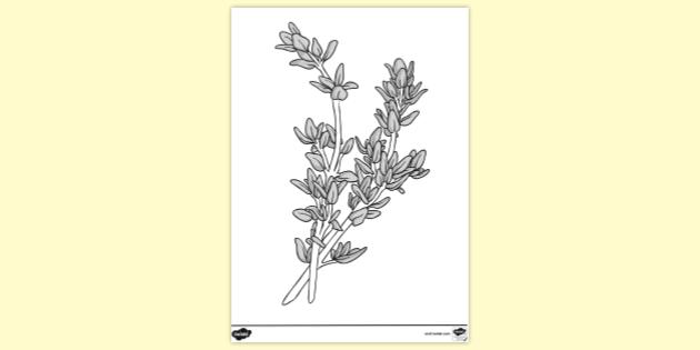 FREE! - Thyme Colouring Page (Teacher-Made)