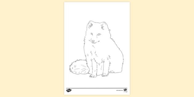 FREE! - Arctic Fox Colouring Sheet | Colouring Sheets