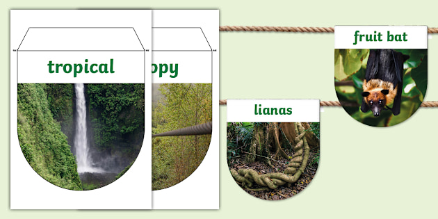 Beautiful Rainforests | twinkl.com.au