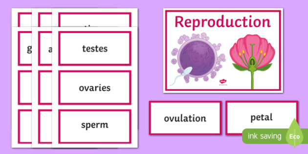 Reproduction Word Wall