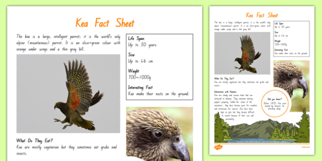 Kea Bird Fact Sheet (teacher made)