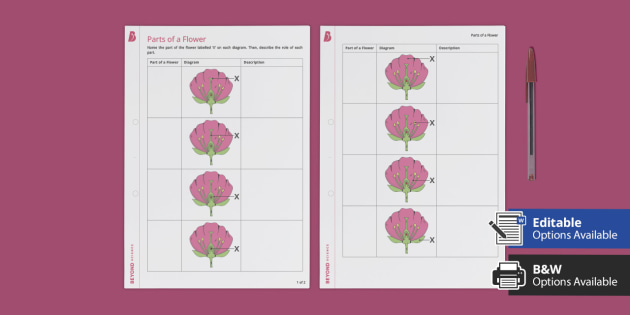 Parts of a Flower Worksheet (Teacher-Made)