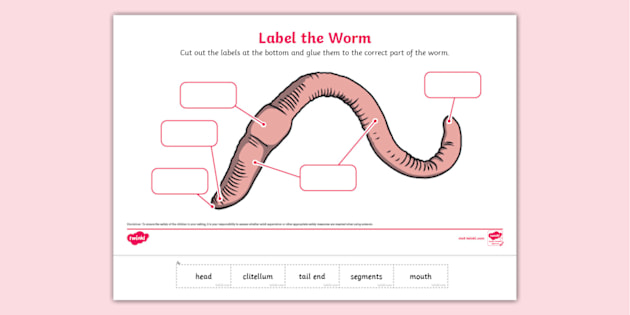 Earthworm Anatomy Worksheet Biology Worksheet Science Worksheets
