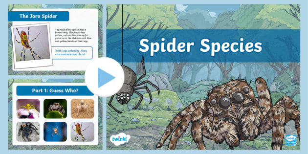 Spider Identification Quiz and Information PowerPoint