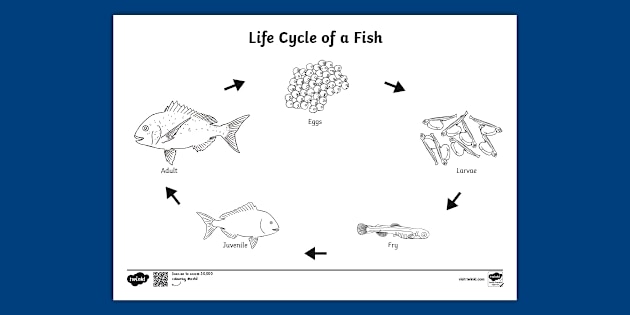 Life Cycle Of A Fish