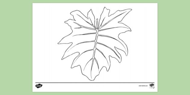 FREE! - Rainforest Leaf 4 Colouring Sheet | Colouring Sheets