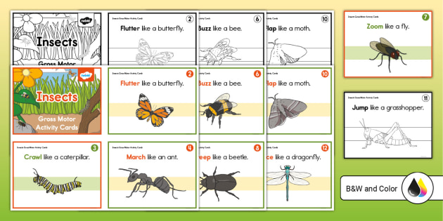Insects and Bugs Gross Motor Activity Cards (teacher made)