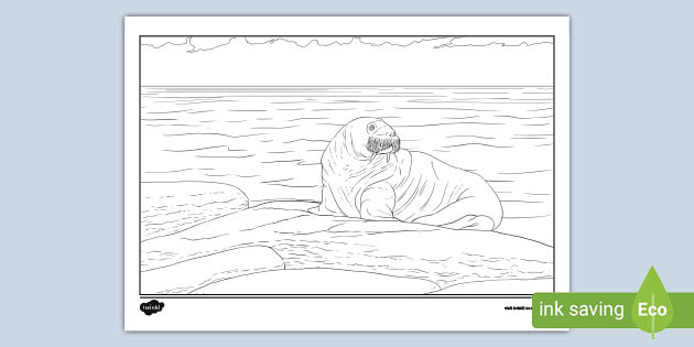 Wally the Walrus Colouring Page