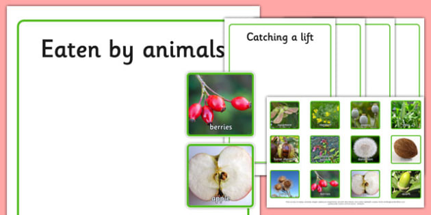 Photo Seed Dispersal Sorting Activity (teacher made)