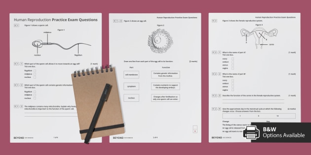 KS3 Human Reproduction Exam Questions Foundation
