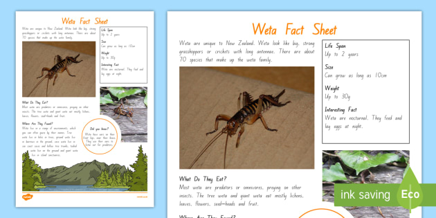 Weta Fact File (teacher made)