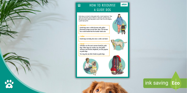 How to Recognise a Guide Dog - Display Poster - Twinkl Pets