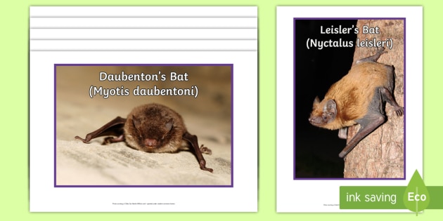 Irish Bats Display Photos
