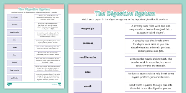 Digestive System Function