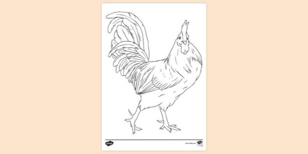FREE! - Black Cockerel Colouring Sheet | Colouring Sheets