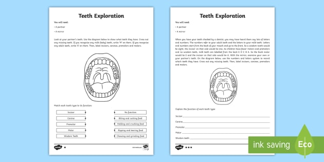 Teeth and Eating Year 3 Worksheets - Primary Resource