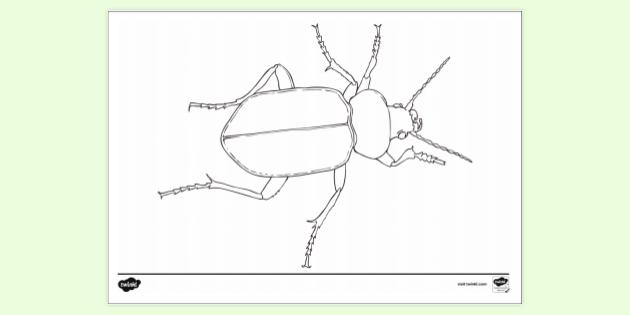 FREE! - Beetle Colouring Page (teacher made)