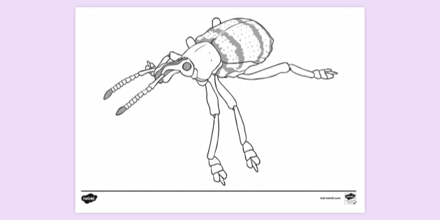 FREE! - Rainforest Weevil Colouring | Colouring Sheets
