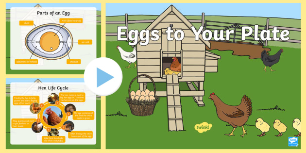 Eggs to Your Plate PowerPoint (teacher made)
