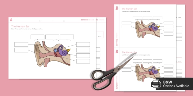 Ear Anatomy Worksheets Human Ear Diagram