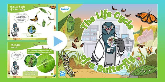 Butterfly Life Cycles | twinkl.co.uk