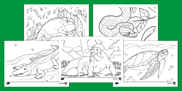 Reptile – Desene de colorat (teacher made)
