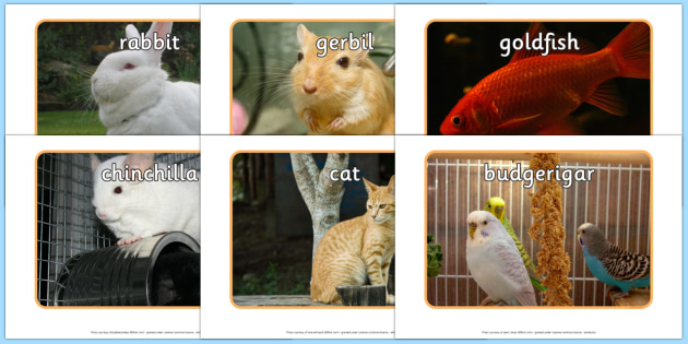 Pets Display Photos - Display Posters, Pets, A4, display