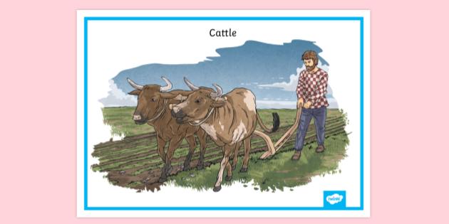 Cattle Poster | Display Materials | Primary Resources