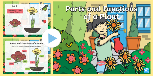 Parts of a Plant PowerPoint - Parts of a Plant PowerPoint