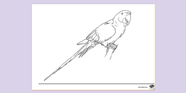 Curious Parrot Colouring Sheet | Colouring Pages