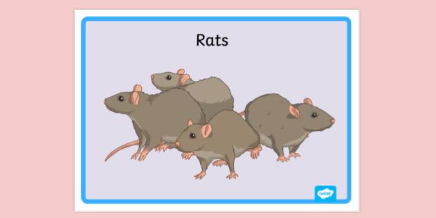 FREE! - Group of Rats Poster | Primary Resources | Twinkl