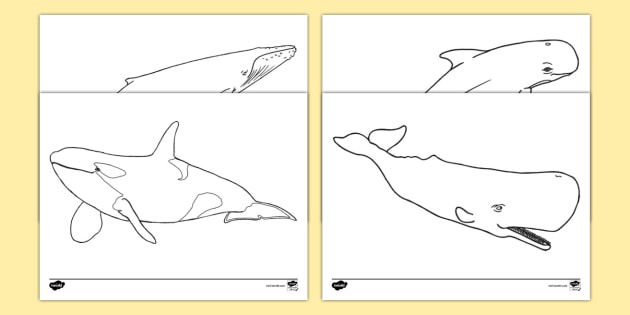 whale coloring page easy