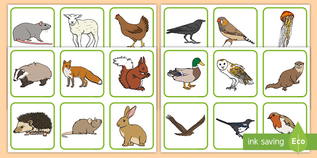 British Wildlife Small Image Cards