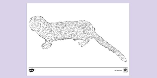 FREE! - Mink Colouring Sheet | Colouring Sheets